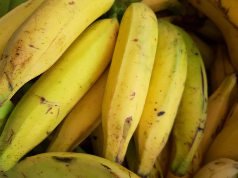 Bananes JAUNE - FRECINETTE Fruits & Légumes